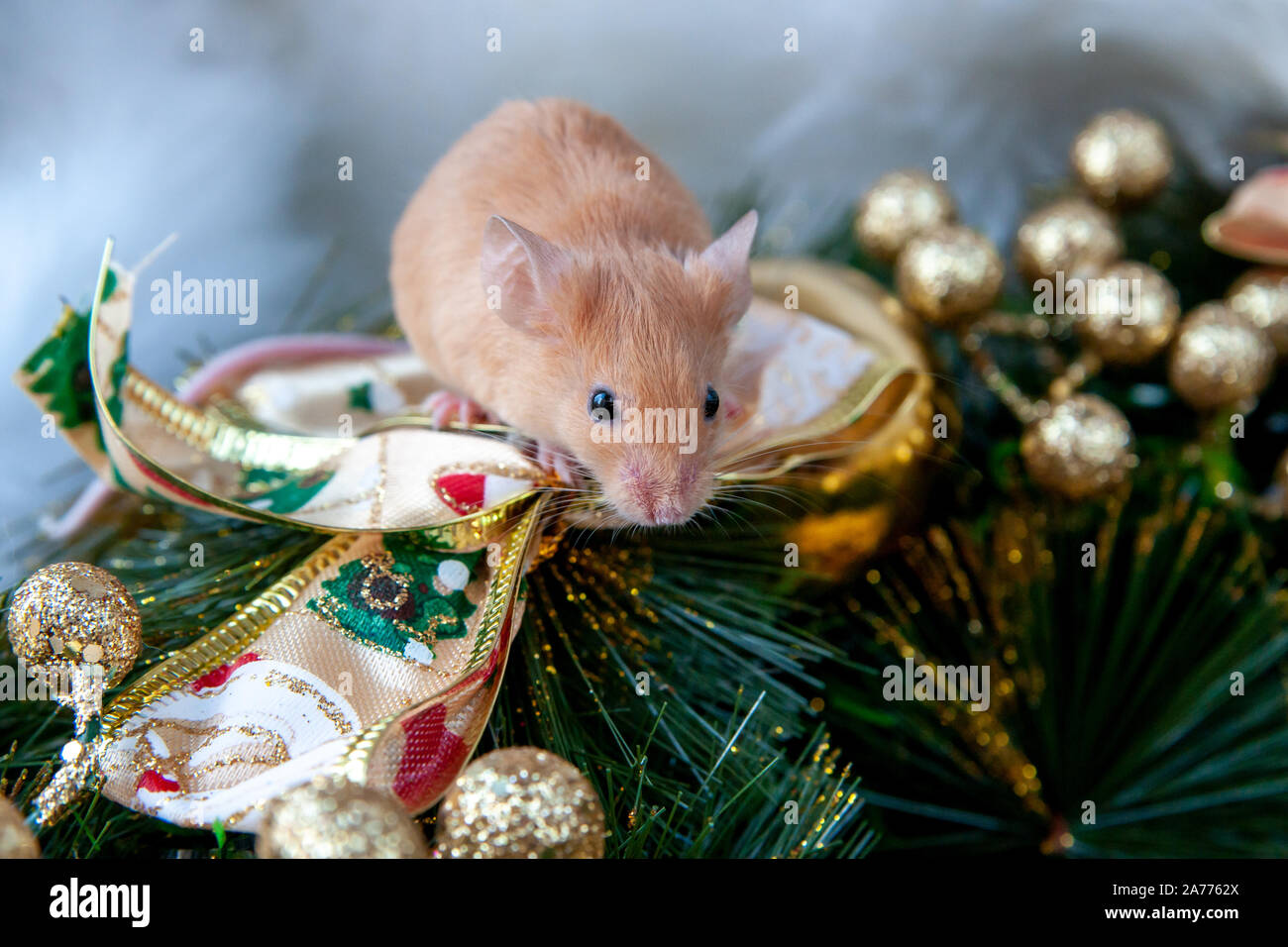 Little mouse on the background of Christmas decorations Stock Photo - Alamy