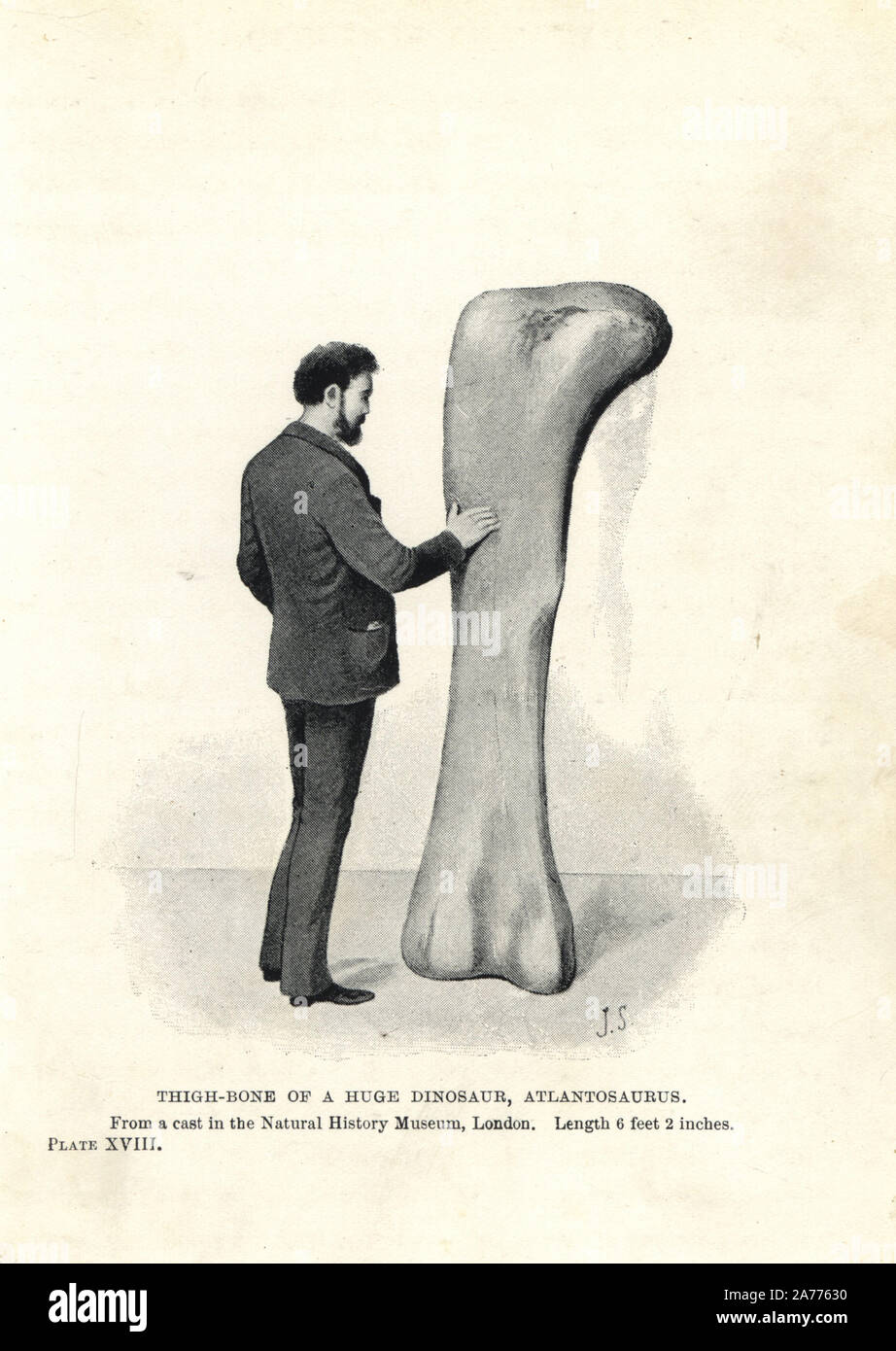 Thigh-bone of a huge dinosaur, Atlantosaurus (Apatosaurus ajax ...