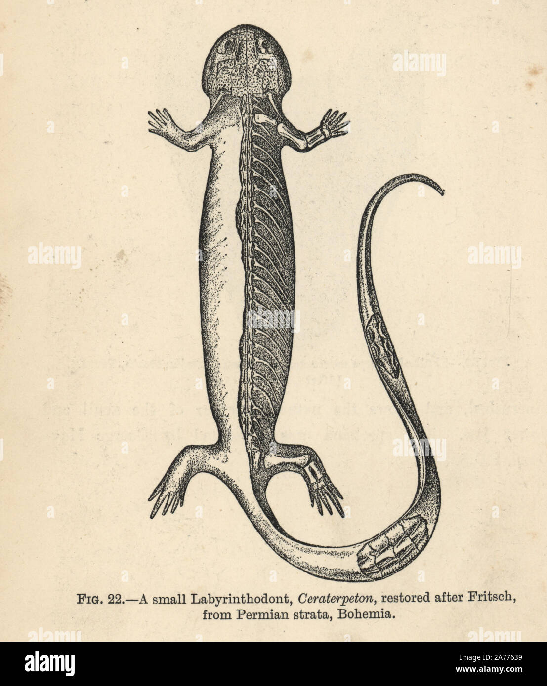 Keraterpeton galvani (Ceraterpeton), small labyrinthodont, Permian ...