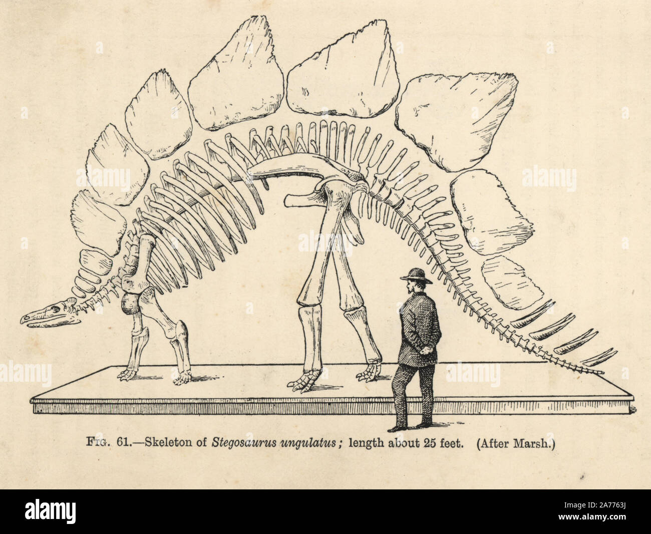Stegosaurus armatus (Stegosaurus ungulatus) skeleton with Victorian man ...