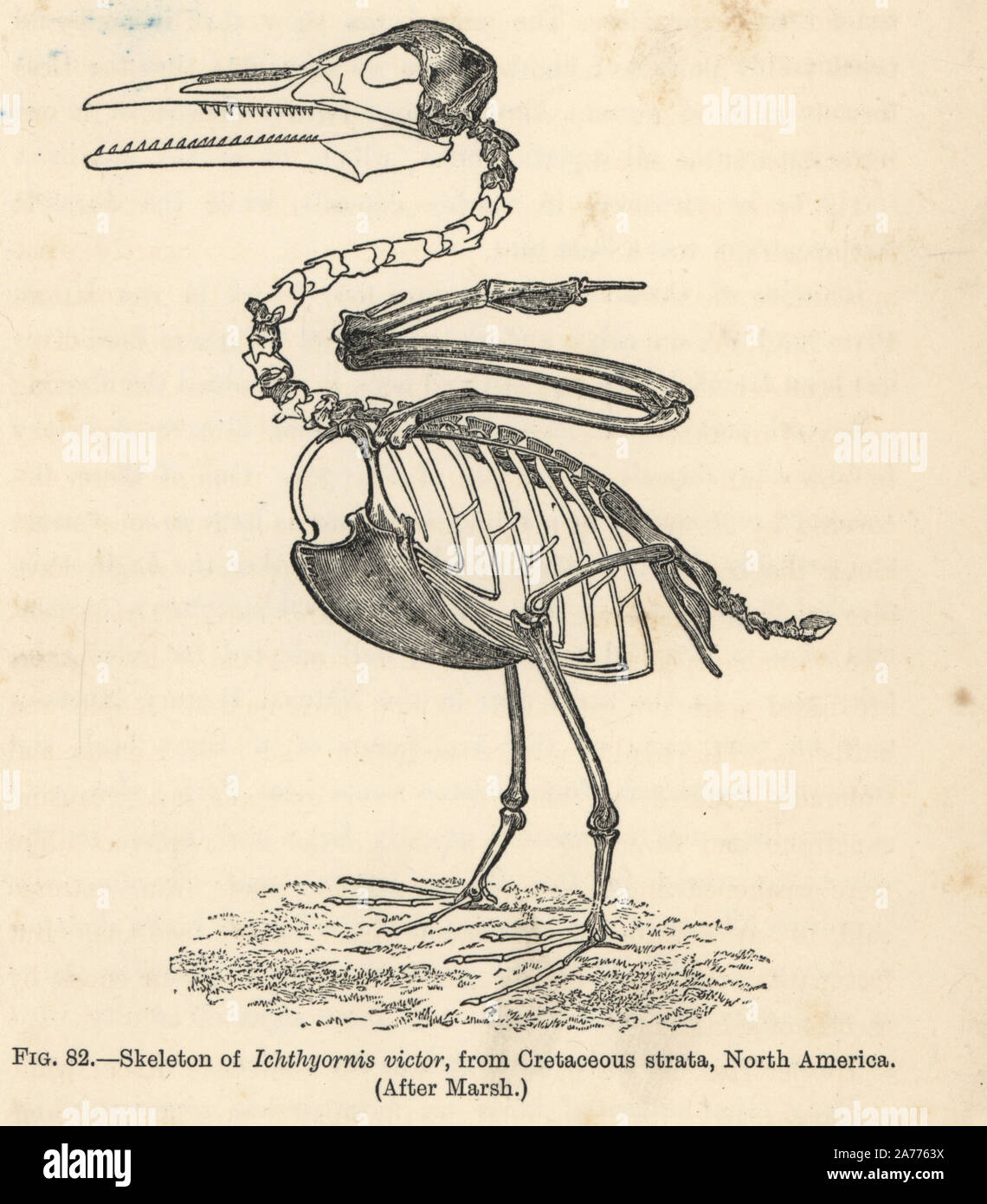 Ichthyornis dispar (Ichthyornis victor), skeleton from Cretaceous ...