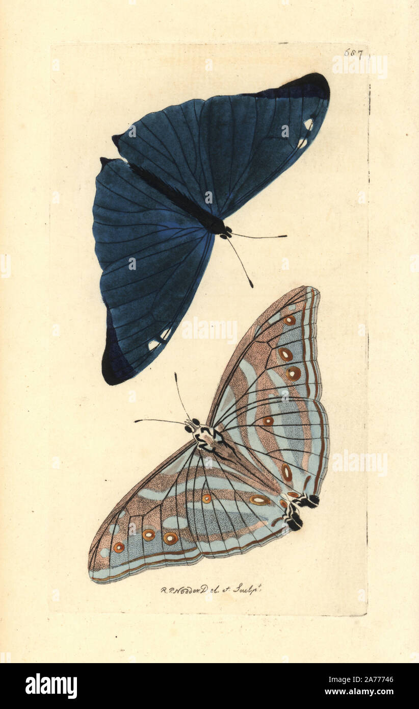 George shaw butterfly hi-res stock photography and images - Alamy