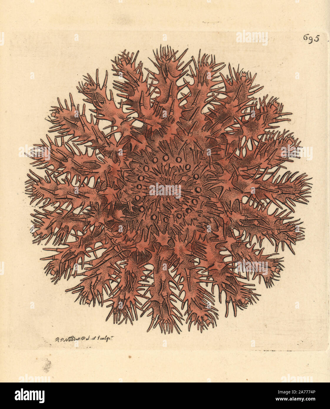 Crown of thorns starfish, Acanthaster planci. Illustration drawn and ...