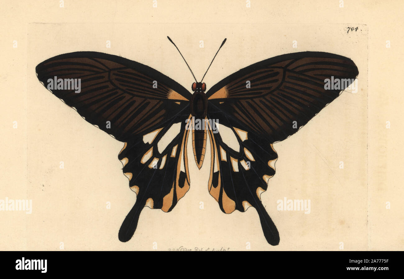 Papilio deiphobus variety. Illustration drawn and engraved by Richard ...