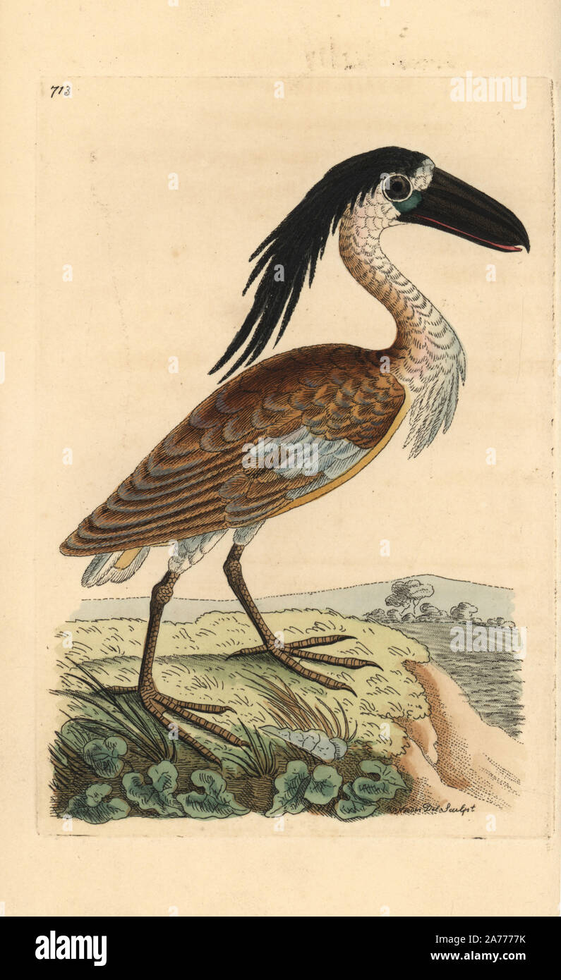 Boat-billed heron, Cochlearius cochlearius. Illustration drawn and ...