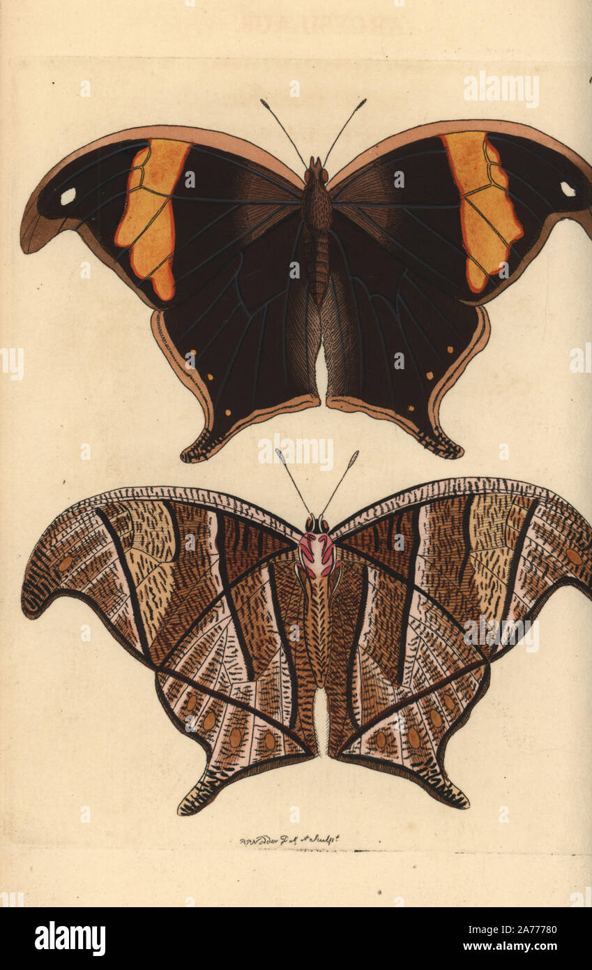 Arcesilaus butterfly hi-res stock photography and images - Alamy