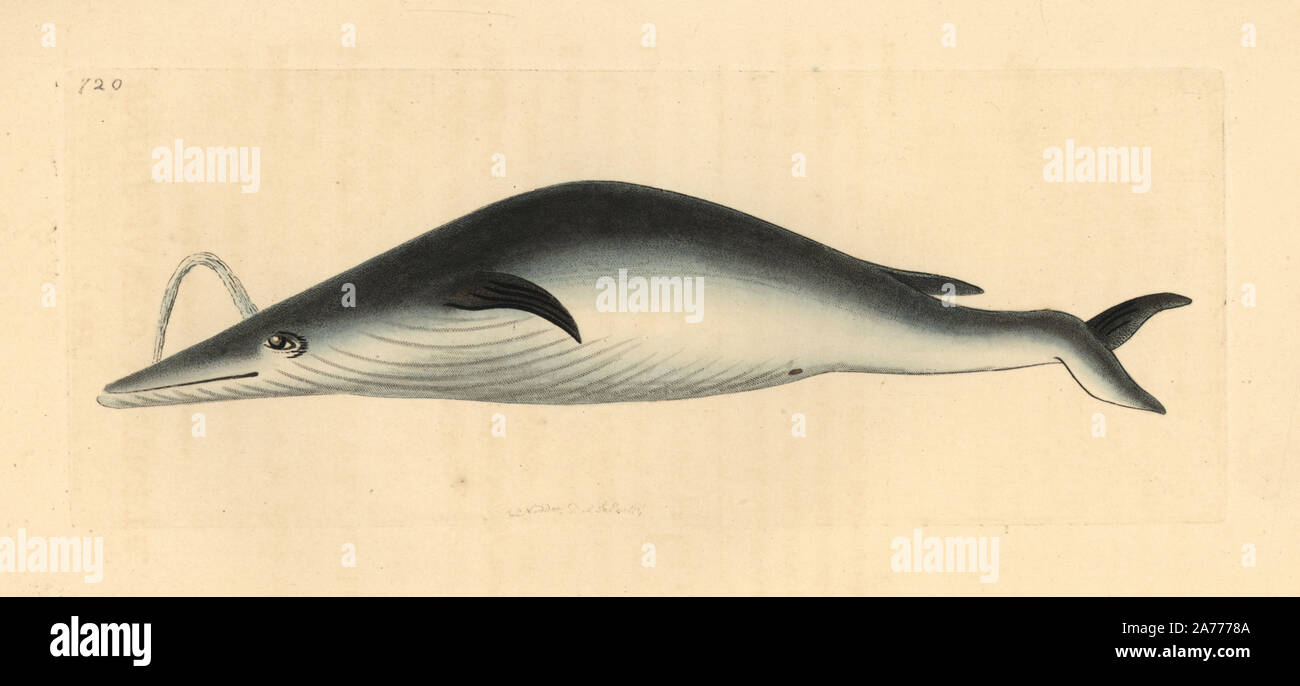 Blue whale, Balaenoptera musculus. Endangered cetacean. Illustration ...