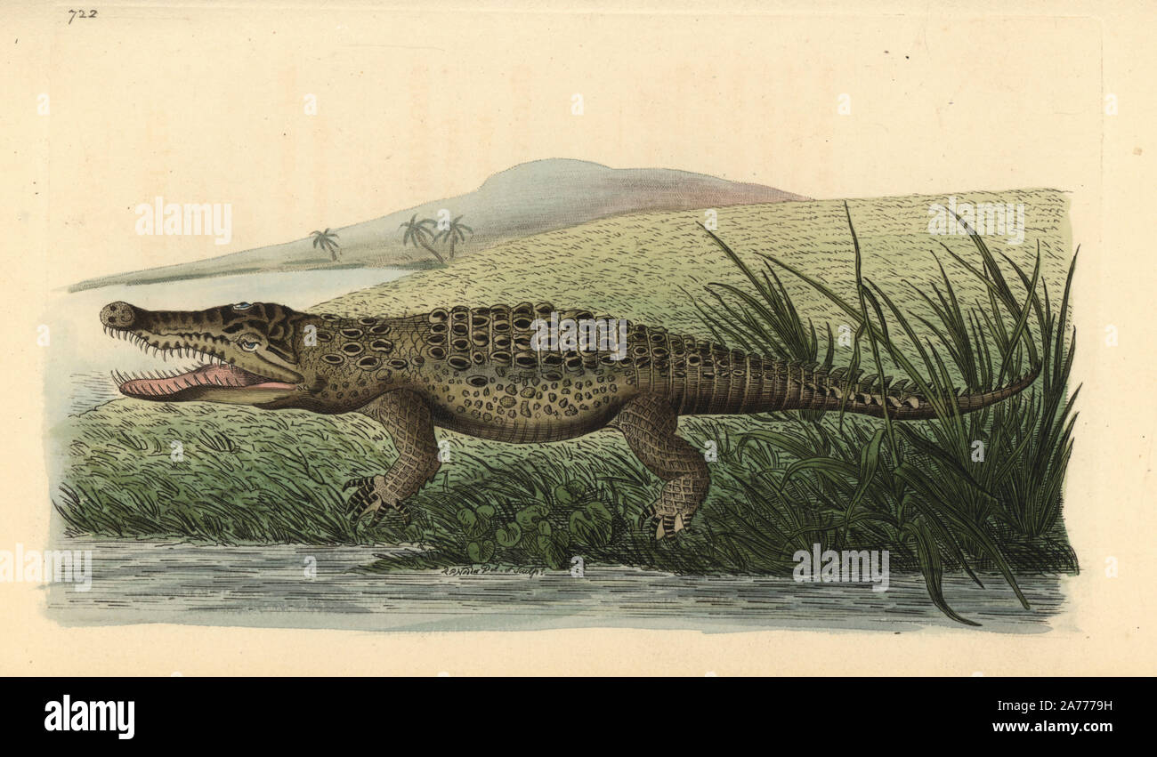 American crocodile, Crocodylus acutus. Vulnerable. Illustration drawn ...