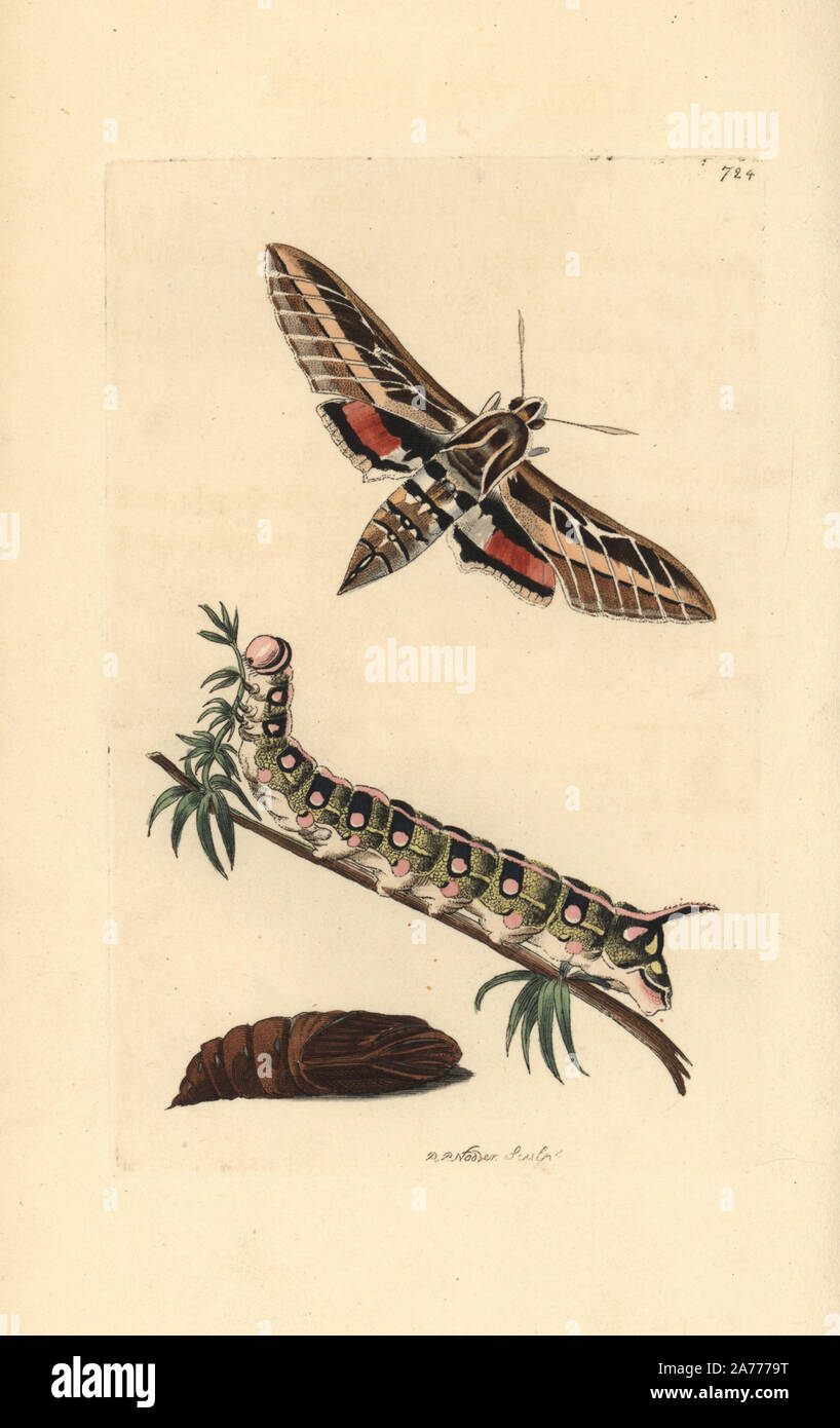 White-lined sphinx moth, Hyles lineata, with caterpillar and pupa ...