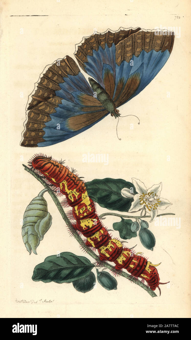 Morpho telemachus butterfly with caterpillar and pupa. Illustration ...