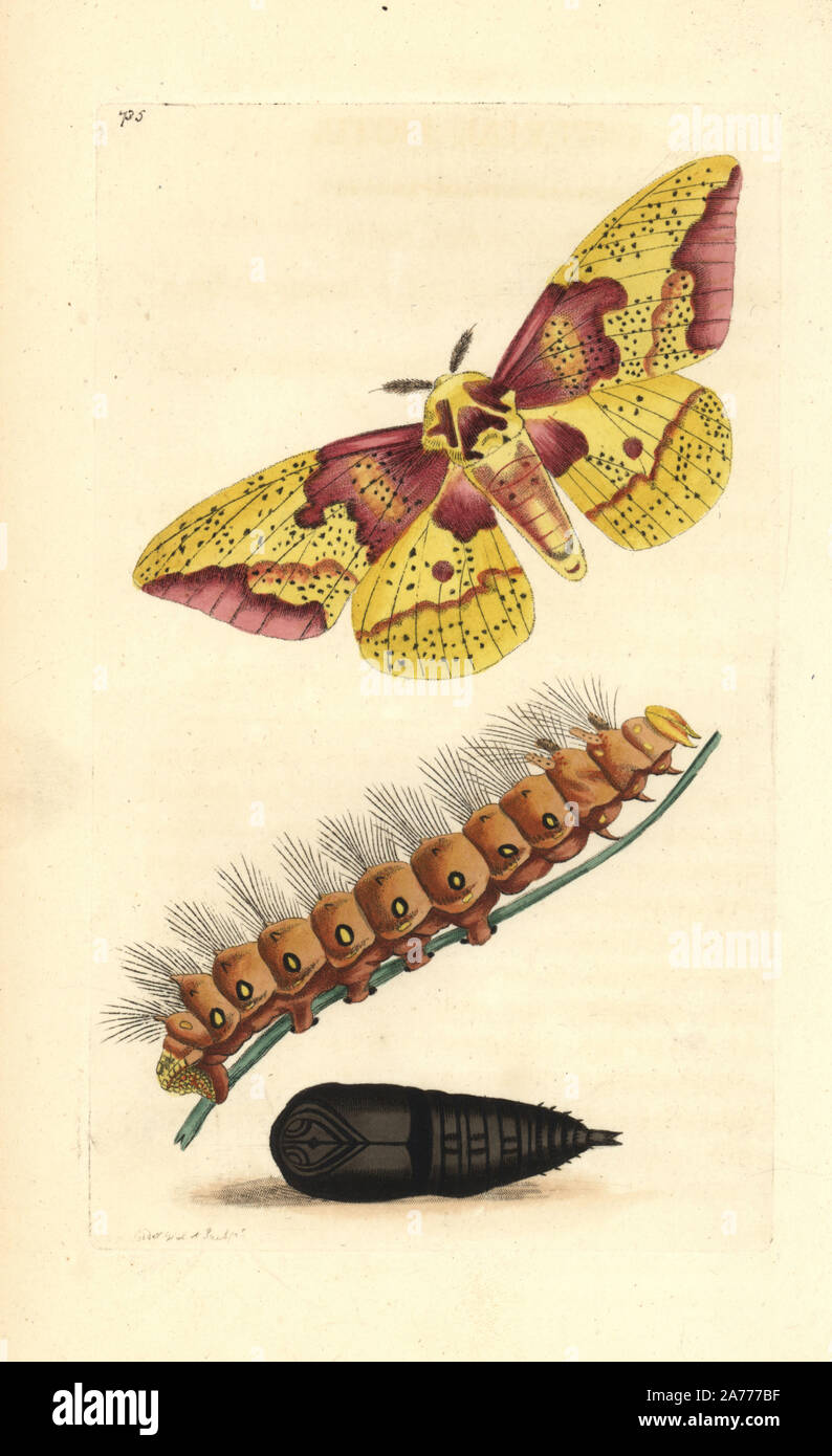 Imperial moth, Eacles imperialis, with caterpillar and pupa ...