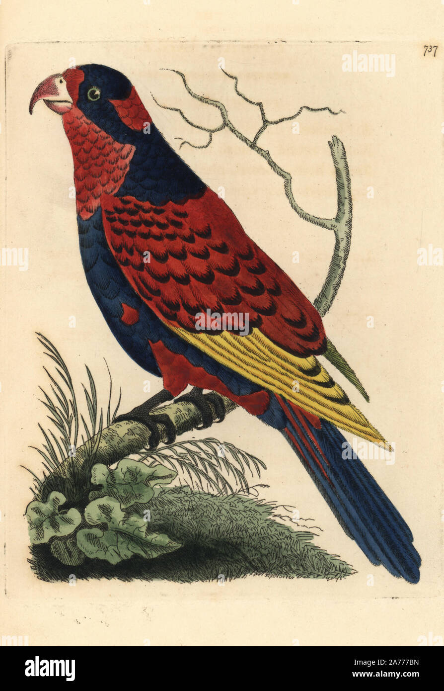 Psittacus coccineus hi-res stock photography and images - Alamy