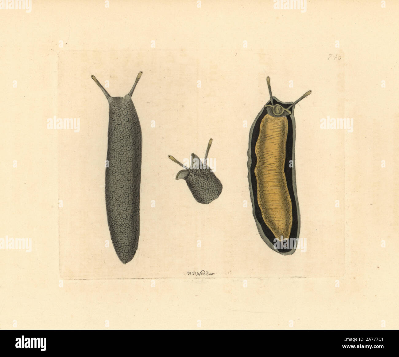 Limacine onchidium hi-res stock photography and images - Alamy