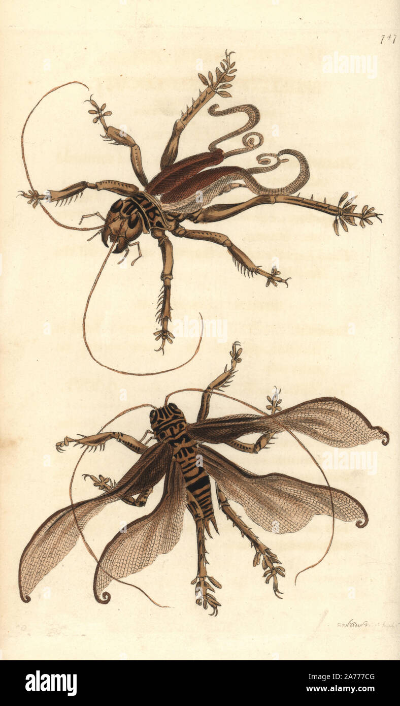 Schizodactylus monstrosus cricket with wings extended. Illustration ...