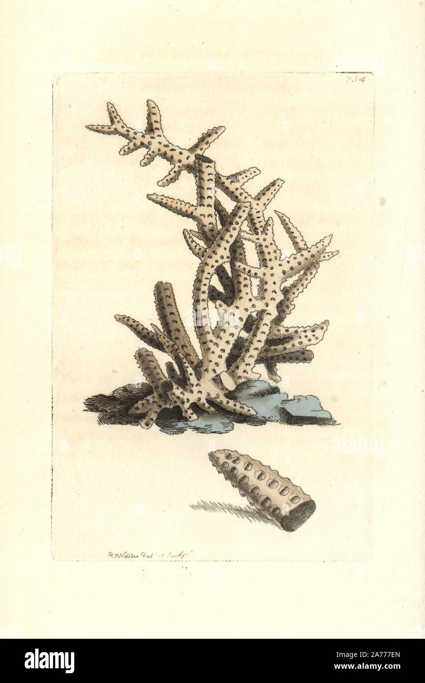 Seriated madrepore coral, Madrepora seriata. Illustration drawn and ...