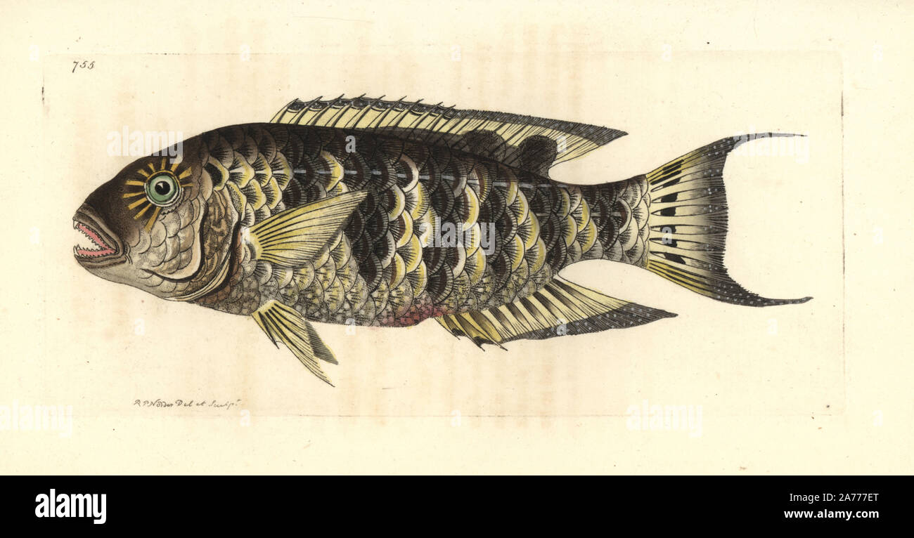 Red breasted wrasse, Cheilinus fasciatus. Illustration drawn and ...