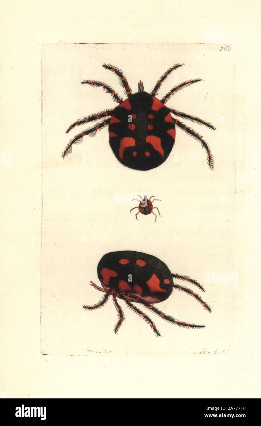 Red water mite, Hydrachna geographica. Illustration drawn and engraved ...