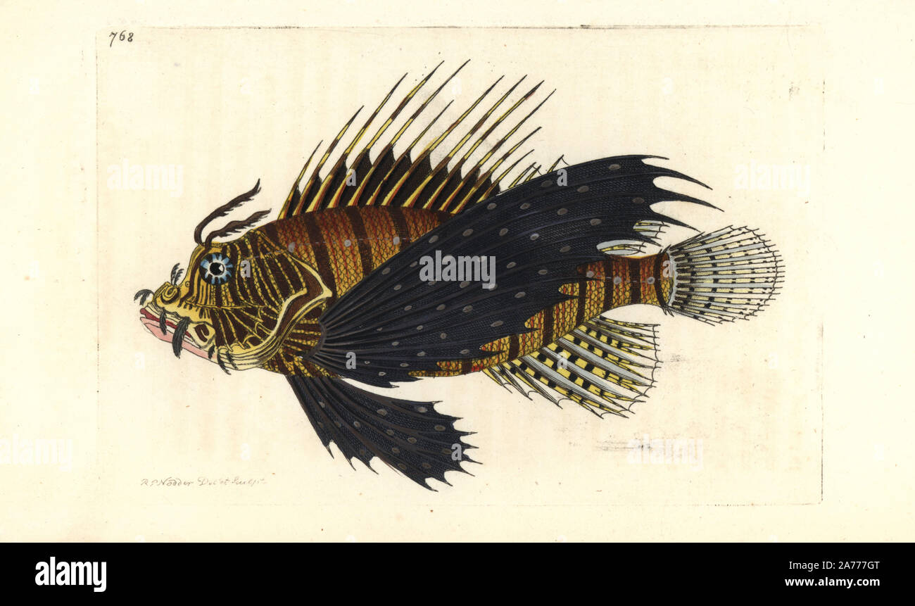 Red lionfish, Pterois volitans. Illustration drawn and engraved by ...