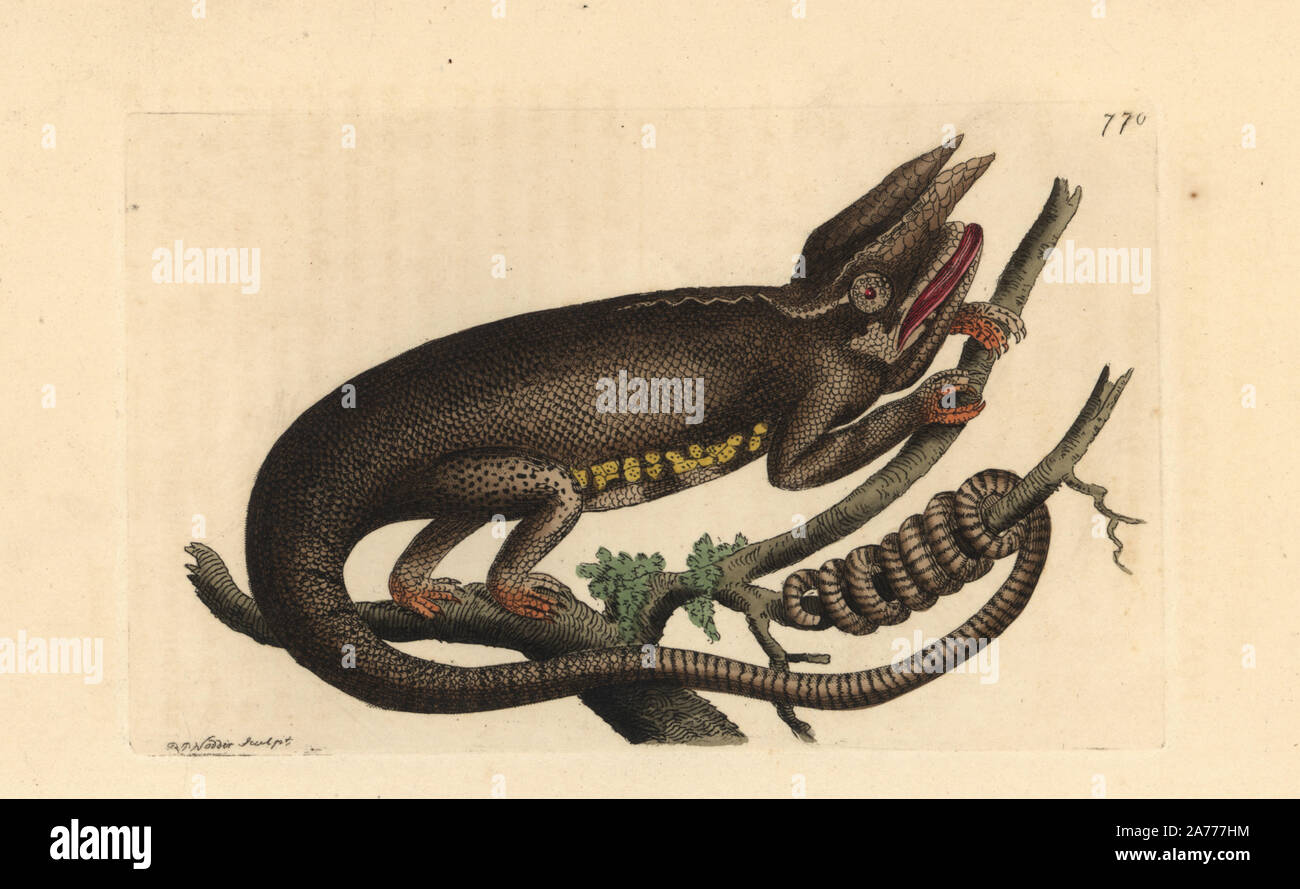 Furcifer bifidus chameleon native to Madagascar. Illustration drawn and ...