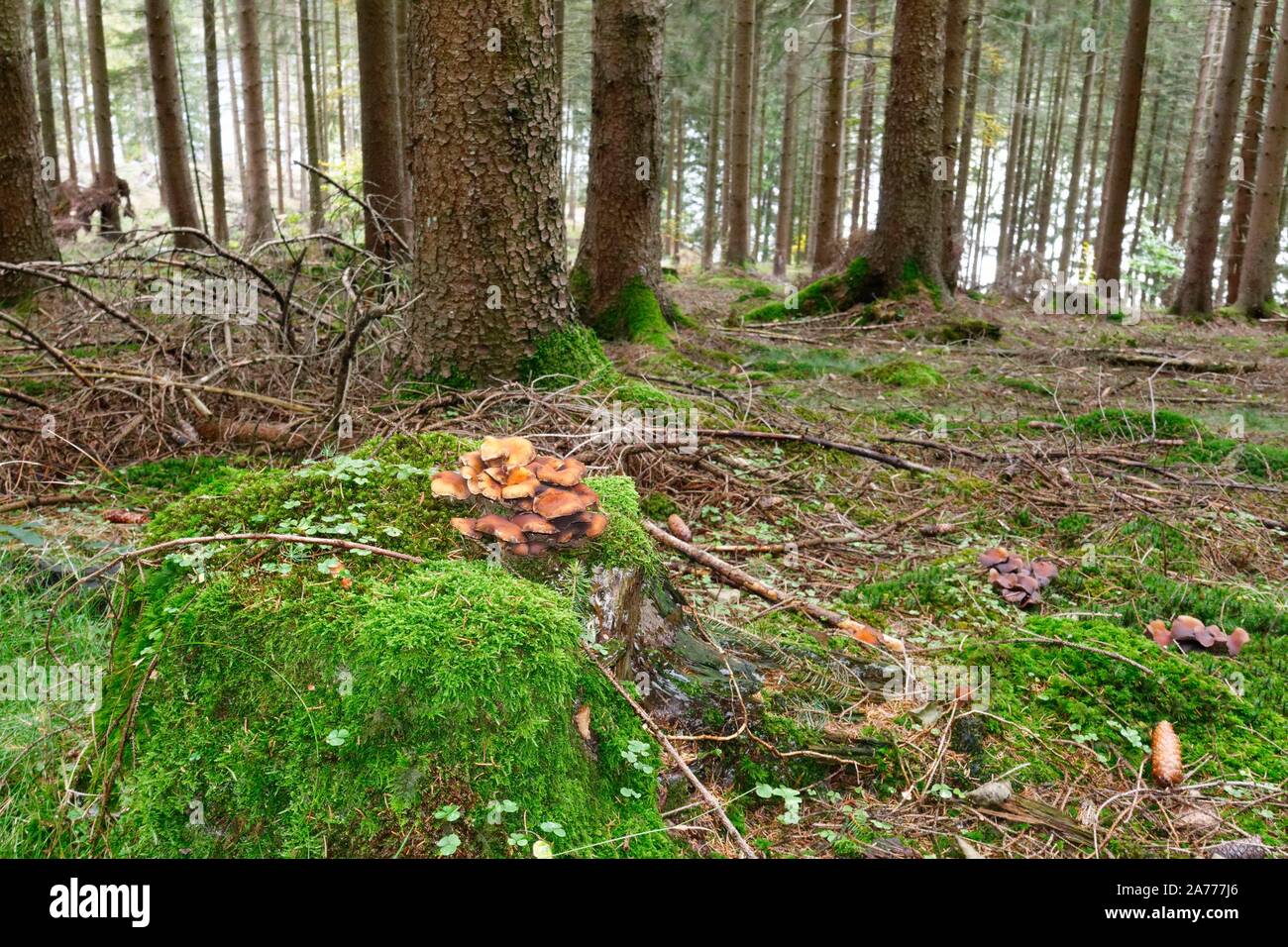 Mushrooms in a forest Stock Photo - Alamy