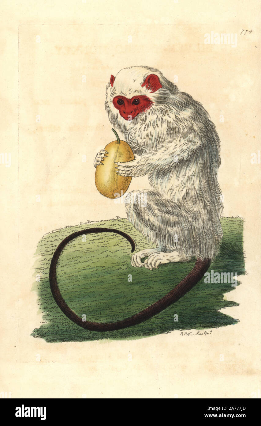 Silvery marmoset, Mico argentatus. Illustration drawn and engraved by ...