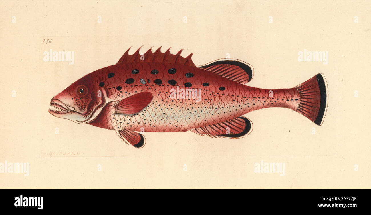 Yellowfin grouper, Mycteroperca venenosa. Near threatened. Illustration ...