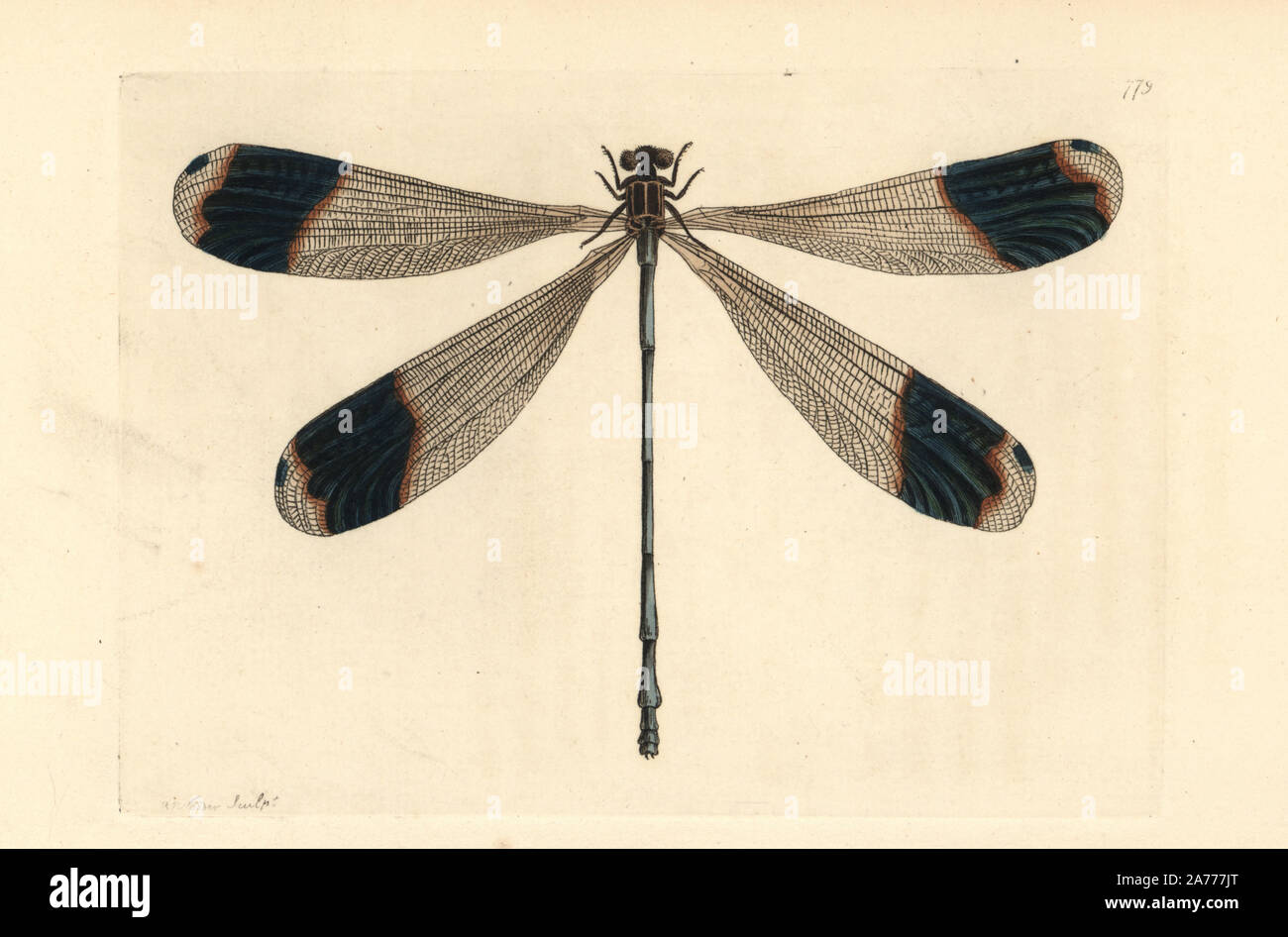Forest giant damselfly, Megaloprepus caerulatus. Illustration drawn and ...