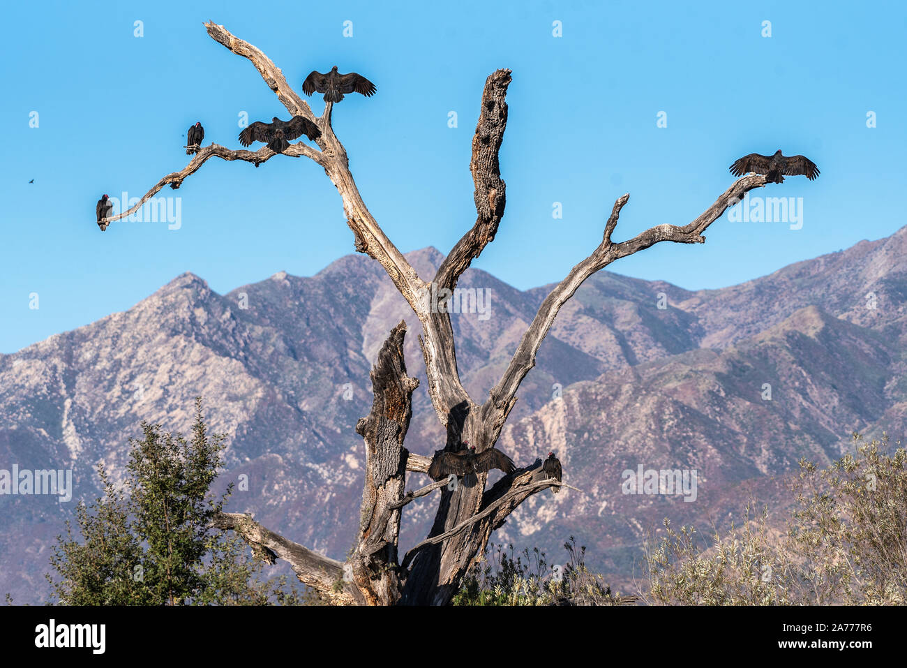 Group of huge Turkey Vulture birds all taking their own perch on a ...