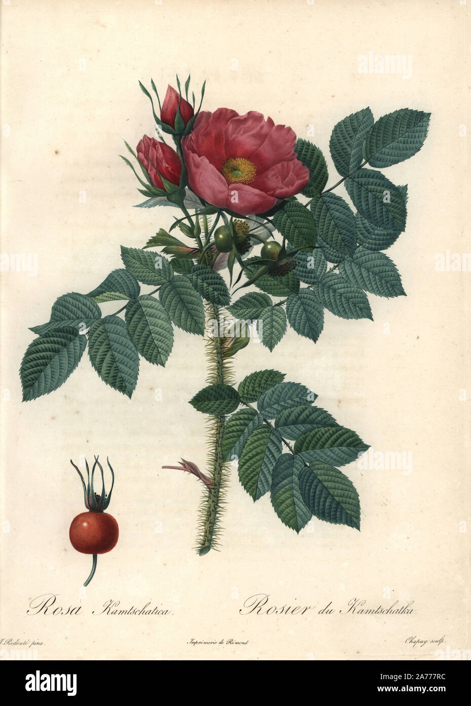 Rosa rugosa var kamtschatica hi-res stock photography and images - Alamy