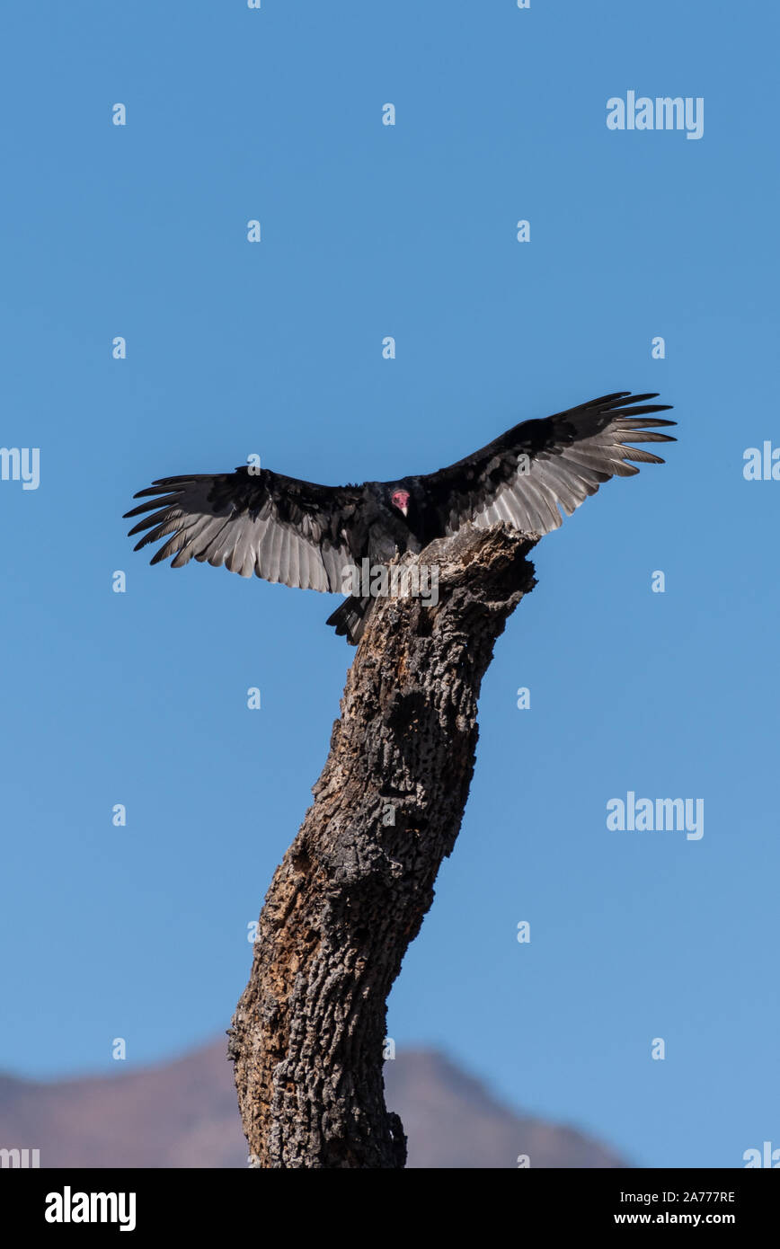 Vulture and perch hi-res stock photography and images - Alamy