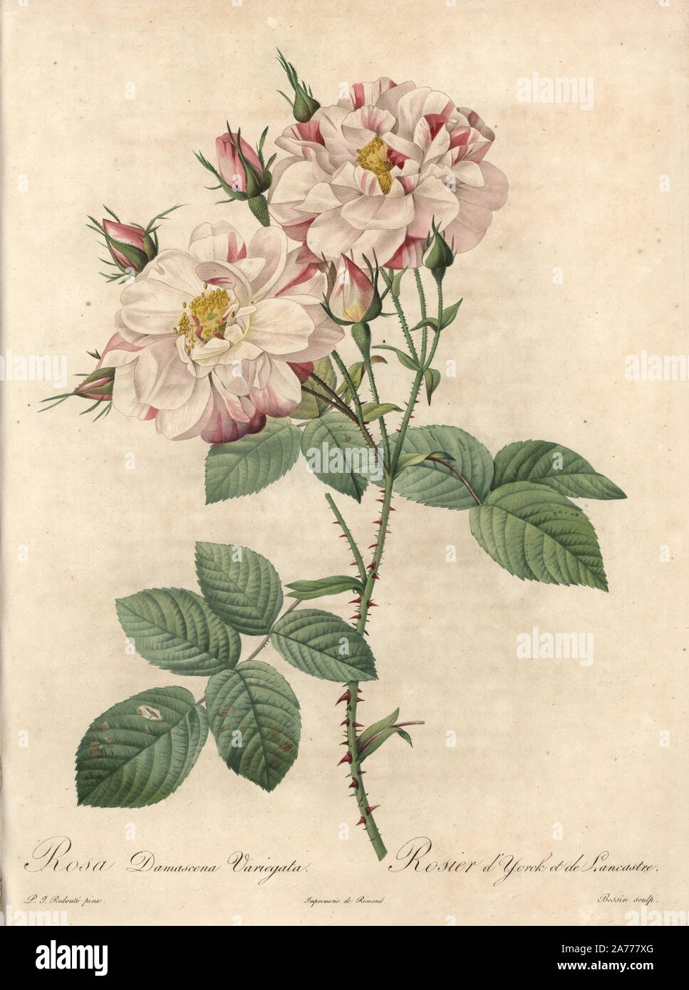 York and Lancaster rose, Rosa damascena variety (Rosa damascena ...