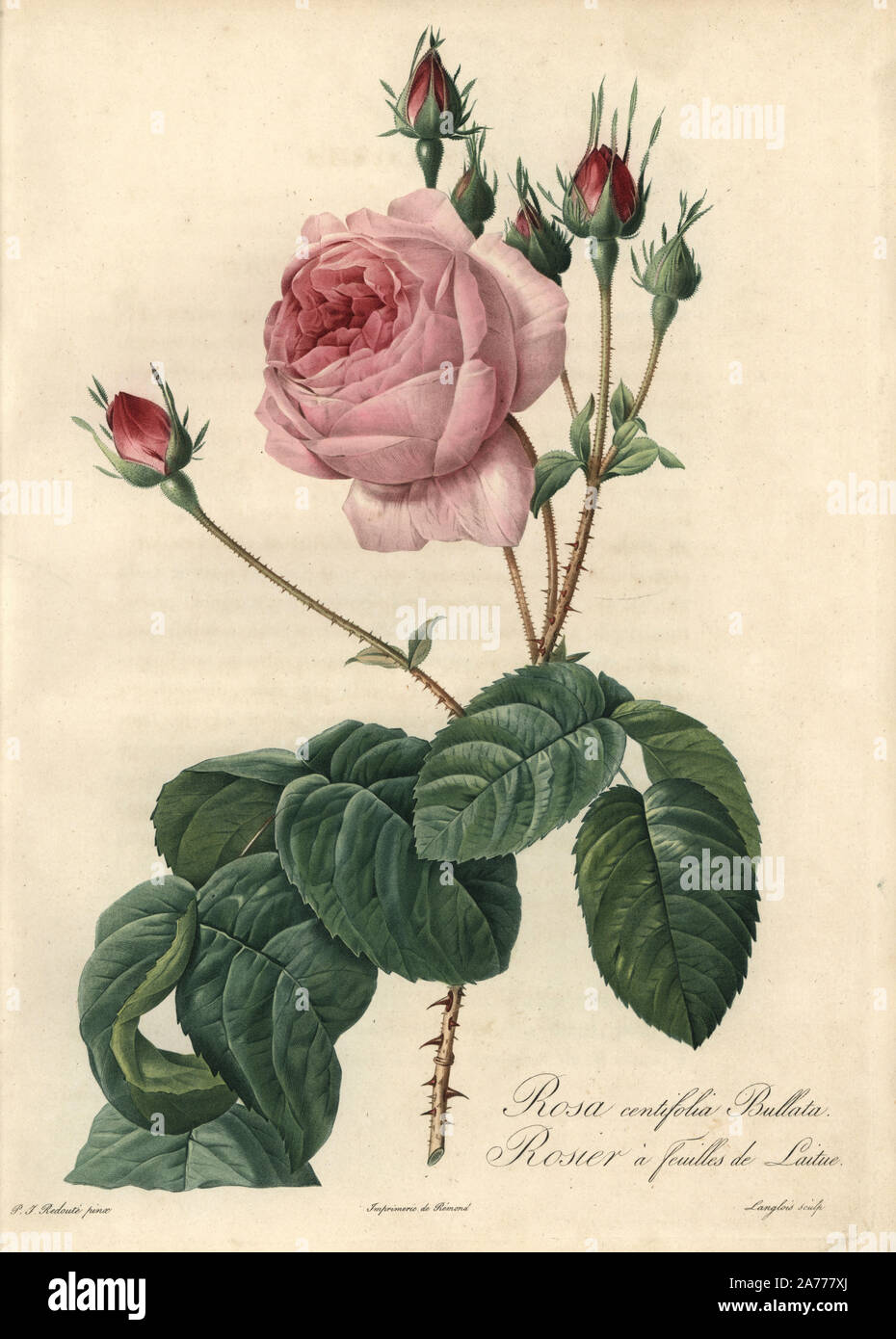 Centifolia bullata hi-res stock photography and images - Alamy