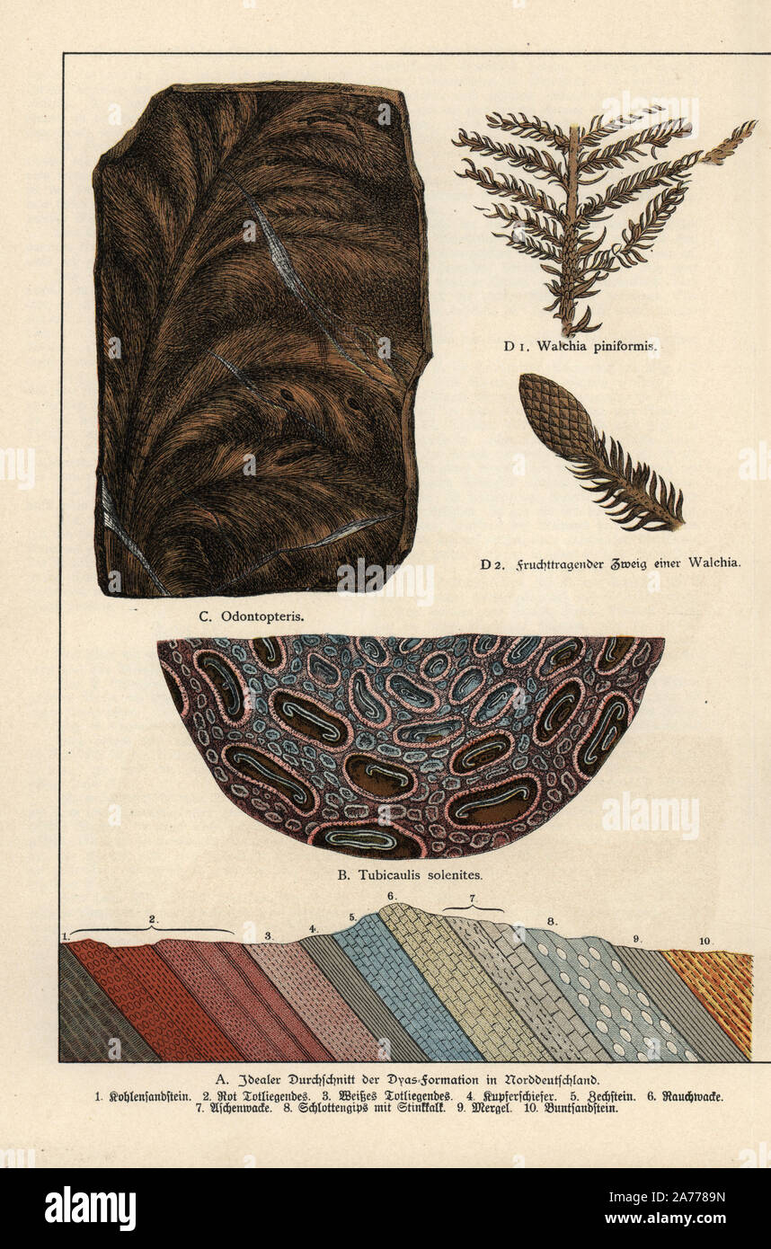 Fossils of ferns from the Permian: Tubicaulis solenites, Odontopteris ...