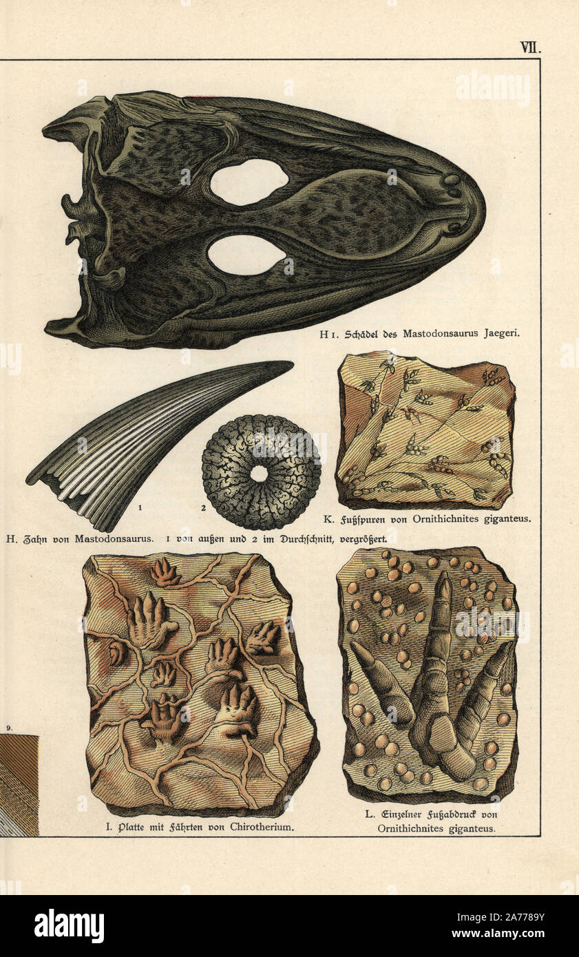 Eubrontes giganteus hi-res stock photography and images - Alamy