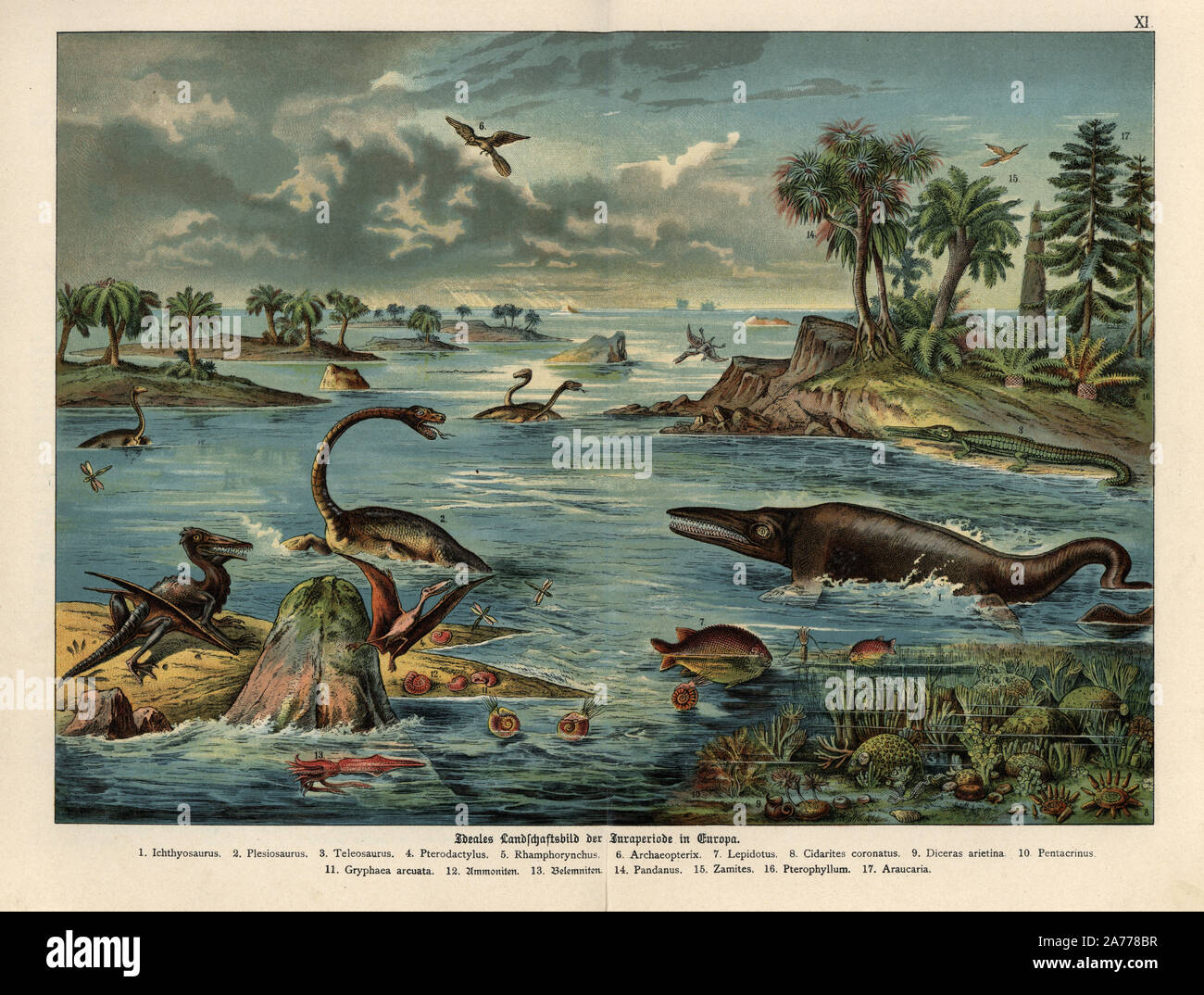 Cidarites coronatus hi-res stock photography and images - Alamy