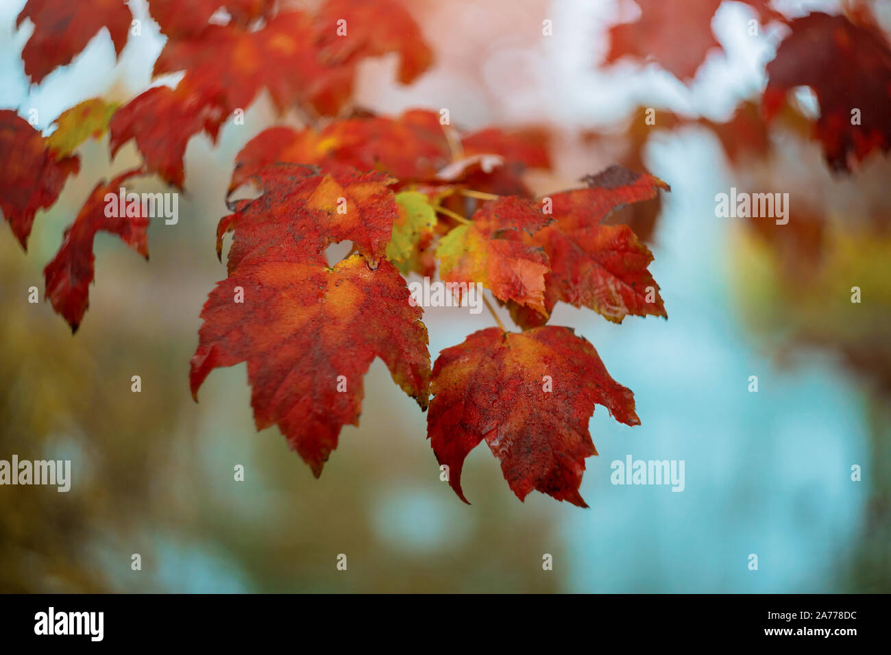 Tree branch with autumn leaves landscape in park autumn background ...