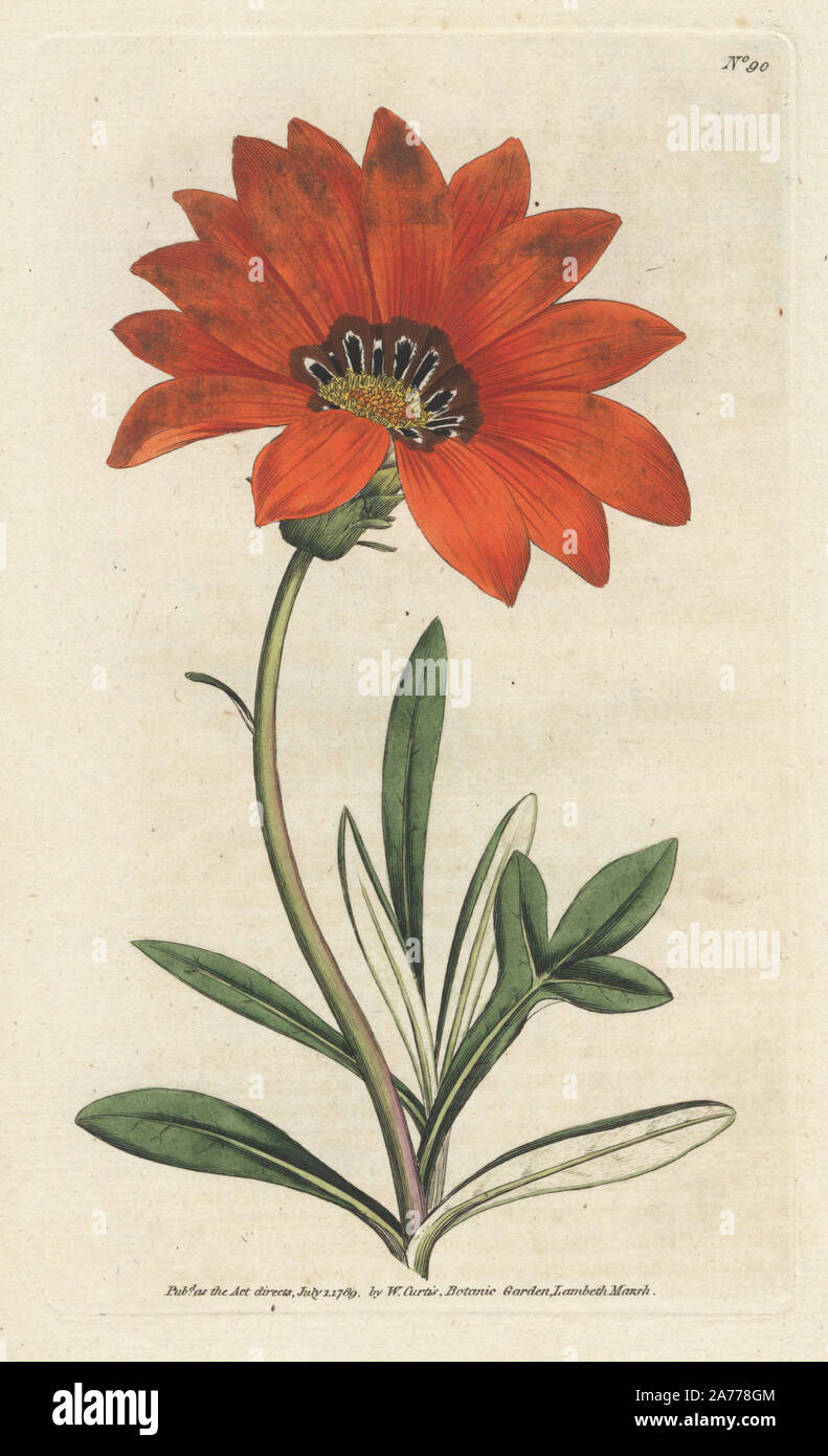 Gorteria hi-res stock photography and images - Alamy