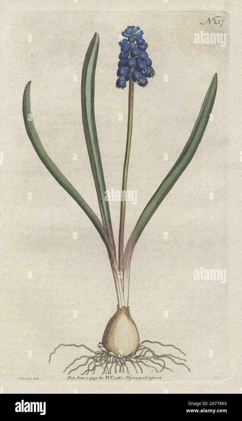 Grape hyacinth, Muscari botryoides (Hyacinthus botryoides). Handcolored ...