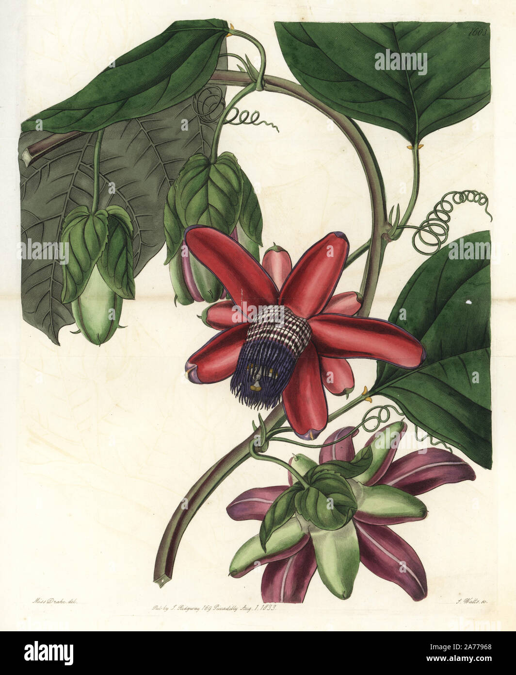 Crimson winged-stem passionflower, Passiflora alata (Passiflora ...