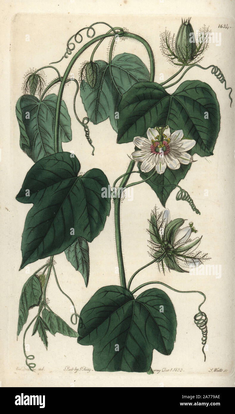 Passiflora foetida var gossypiifolia hi-res stock photography and ...