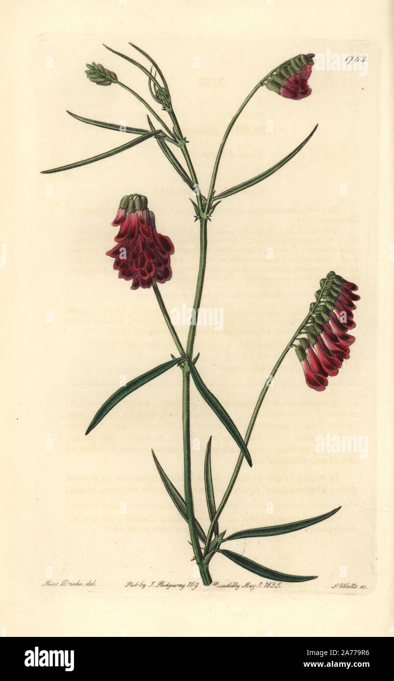 Dark purple orobus, Vicia sicula (Orobus atropurpureus). Handcoloured ...