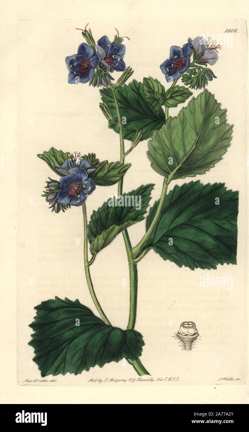 Sticky phacelia, Phacelia viscida (Clammy eutoca, Eutoca viscida ...
