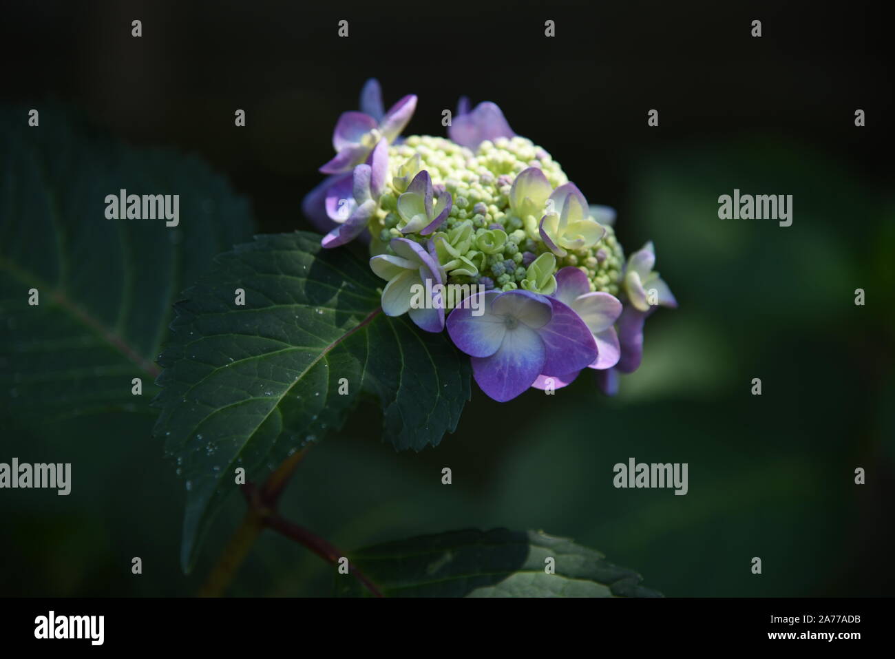 Single purple and cream colored lace hydrangea bloom Stock Photo - Alamy