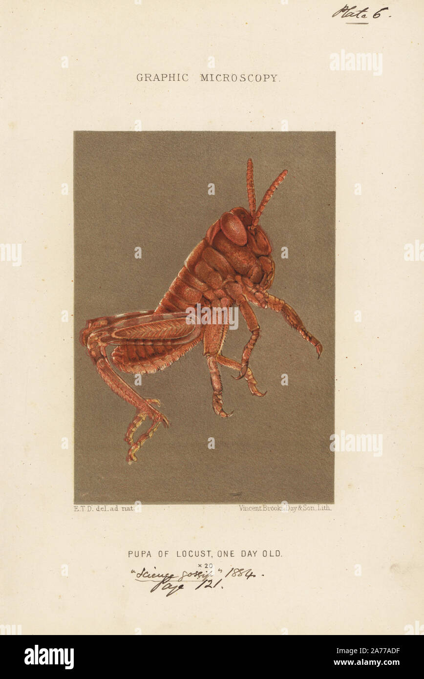 Locust pupa, one day old, magnified x20. Drawing from a specimen ...