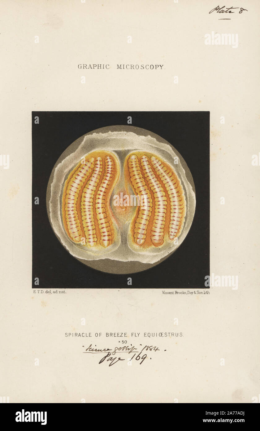 Gasterophilus Intestinalis