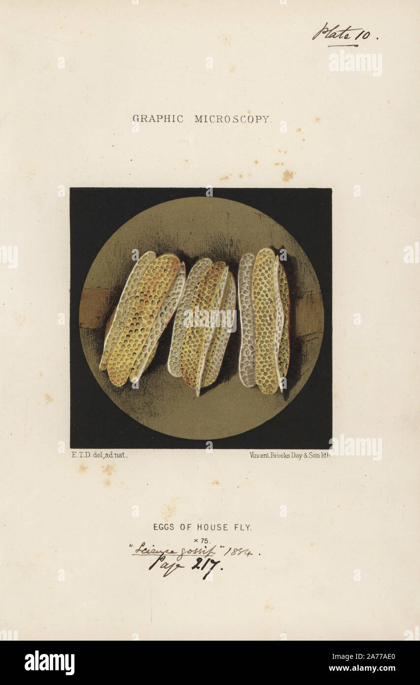 Musca domestica egg hi-res stock photography and images - Alamy