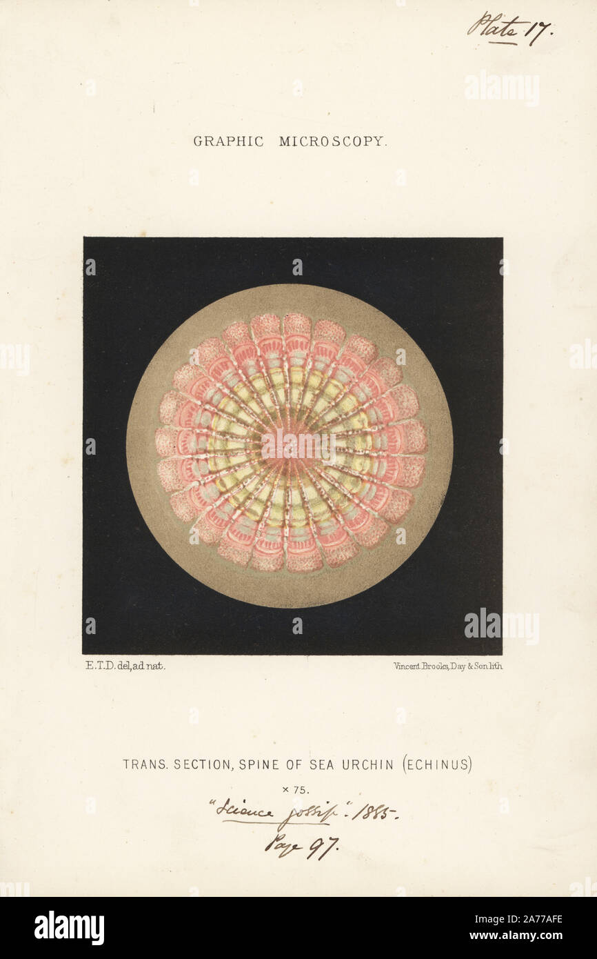 Transverse section through the spine of a sea urchin, Echinus sp ...
