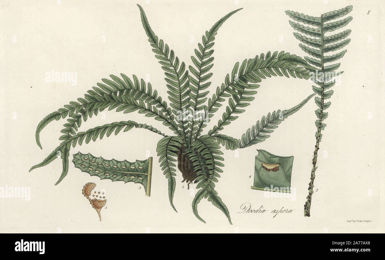 Prickly ferns hi-res stock photography and images - Alamy