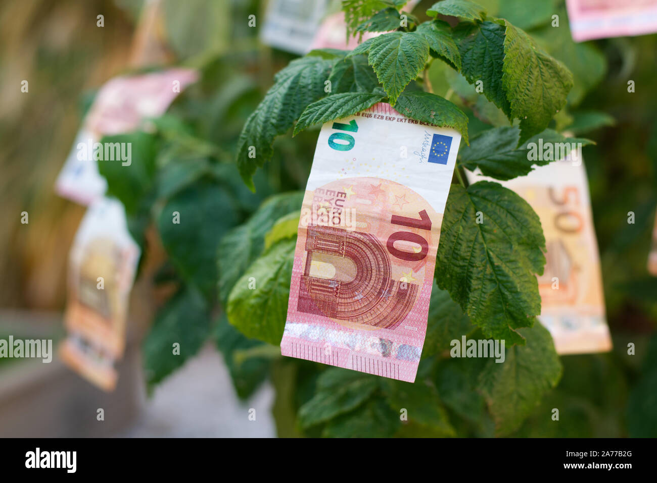 How money grows? Simpel: plant a money tree in your garden. Ok ...