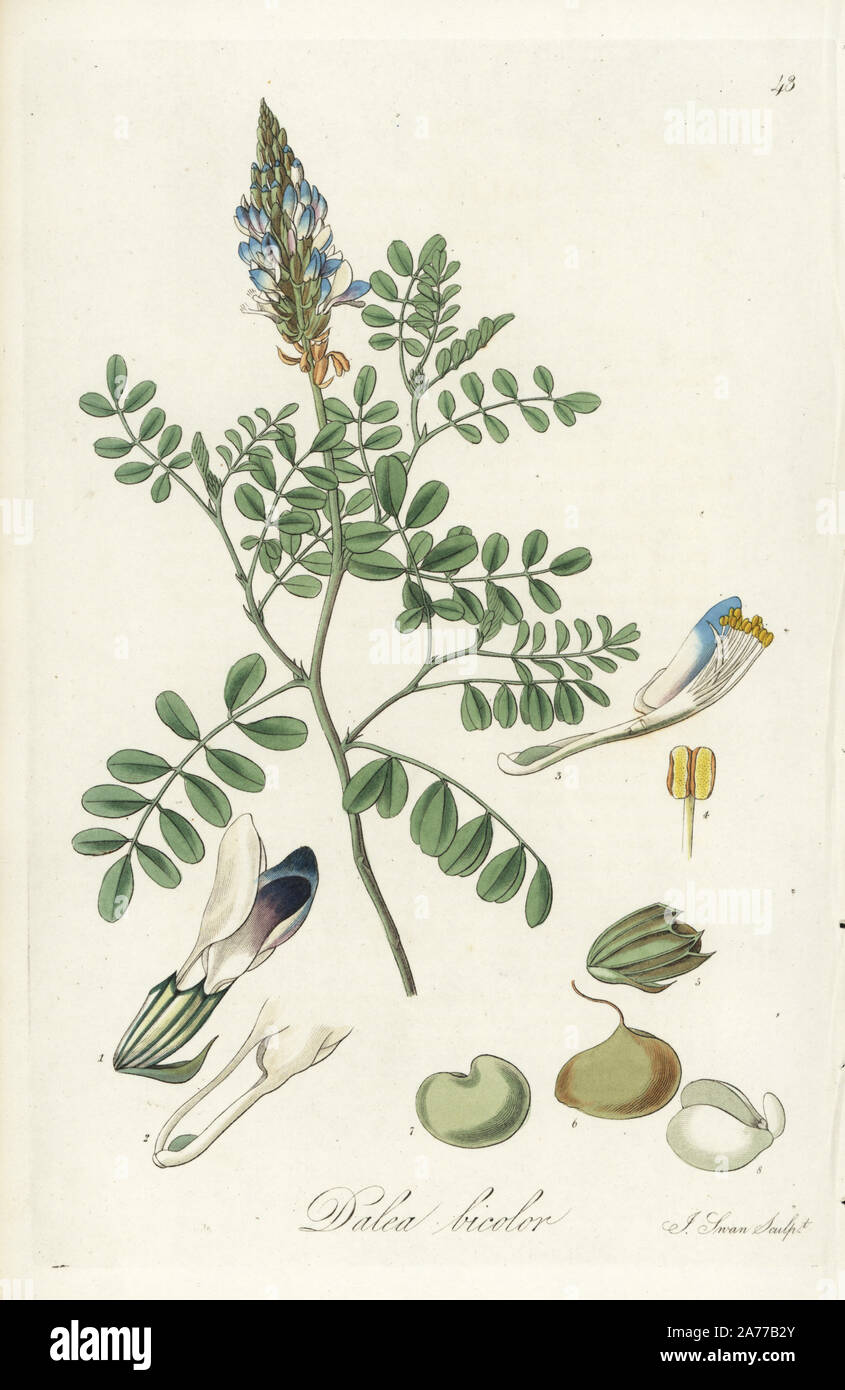 Silver prairie-clover or two-coloured dalea, Dalea bicolor ...